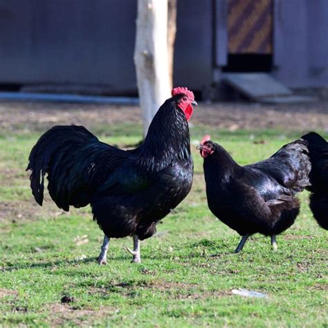 Light Brahma Chicken Breed Of Splendor
