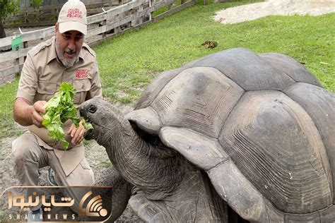 لاک پشت غول پیکر؛ این لاکپشت پیر 100 ساله به قدری بزرگه که نگاه اول