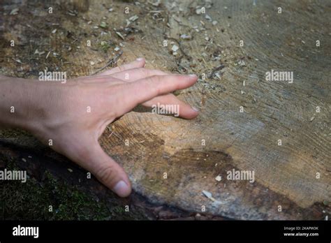Hand Counting Tree Rings Hi Res Stock Photography And Images Alamy