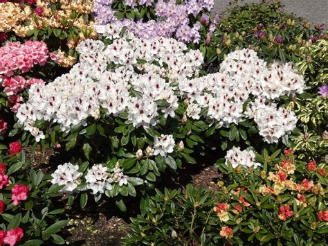 Рододендроны Рододендрон гибр. Хахман`с Пикобелло (Rhododendron ...