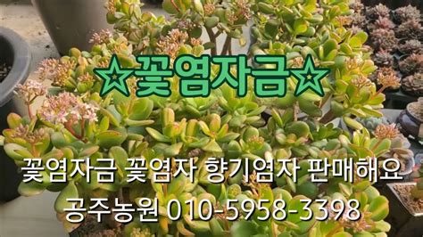 꽃염좌금판매 꽃염좌 향기염좌 Youtube