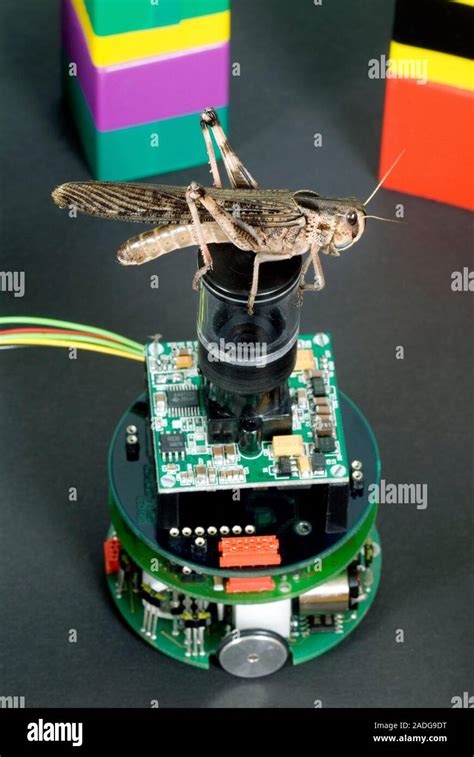 Locust Vision Robot Migratory Locust Locusta Migratoria Sitting On A Version Of The Khepera