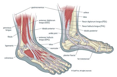 Anatomy Of Foot And Ankle Anatomy Of The Foot And Ankle