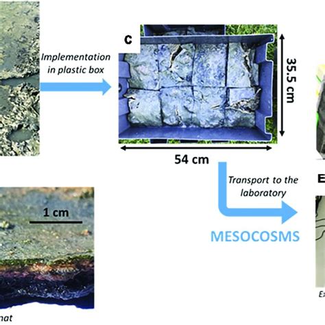 In Situ Sampling Of The Microbial Mats For Mesocosms Experiment