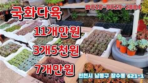인천대공원역 2번출구 국화다육 다육이 11개 만원 인천 장수동 국민다육 11개 1만원 교차가능 다육이 싼집 Youtube