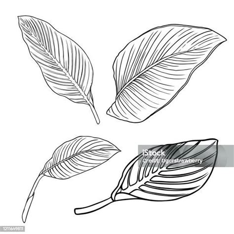 꽃 무늬 요소 나뭇가지와 잎 국내 녹지 잔디 가정 식물 가지의 집합입니다 벡터 0명에 대한 스톡 벡터 아트 및 기타 이미지 0명 가득 찬 가을 Istock