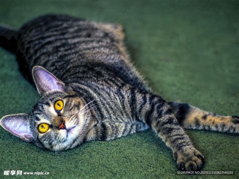 狸花猫 摄影图其他生物生物世界摄影图库昵享网nipiccn