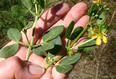 Toowoomba Plants A Plant Called Twin Leaf