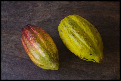 Cocoa Post Harvest Picking Ripe Pods Essential To Good Fermentation The Cocoa Provider