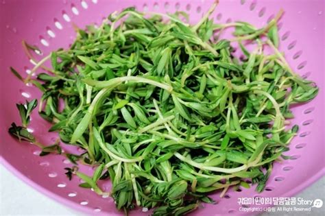 봄나물 요리 돌나물사과무침