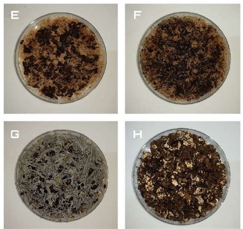 Final Substrates During Mycelium Inoculation Download Scientific Diagram