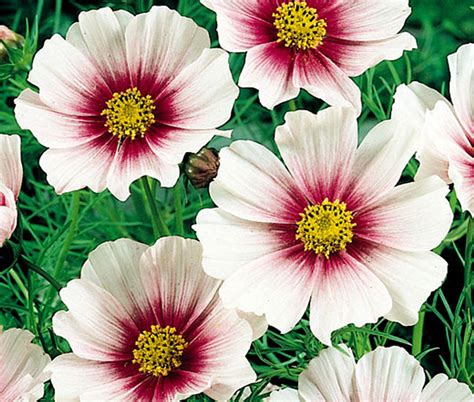Cosmos Candy Stripe Cosmos Bipinnatus Seeds