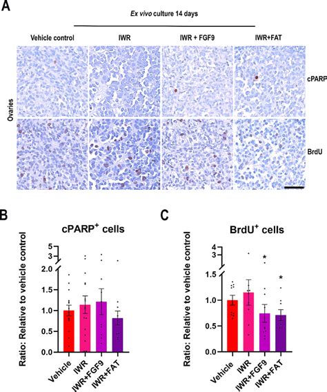 Inhibition Of Wnt β Catenin Signalling During Sex Specific Gonadal
