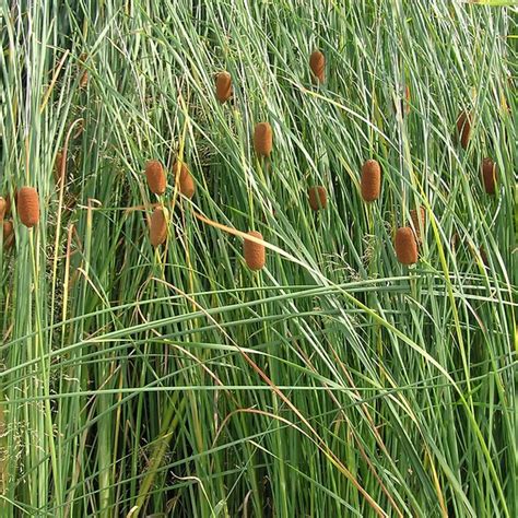 Pond Plants Graceful Narrow Leaf Cattail Typha Laxmanni