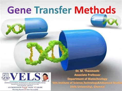 Gene Transfer Methods Ppt