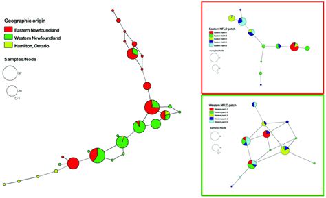 Minimum Spanning Network For C Enelensis Showing The Genetic
