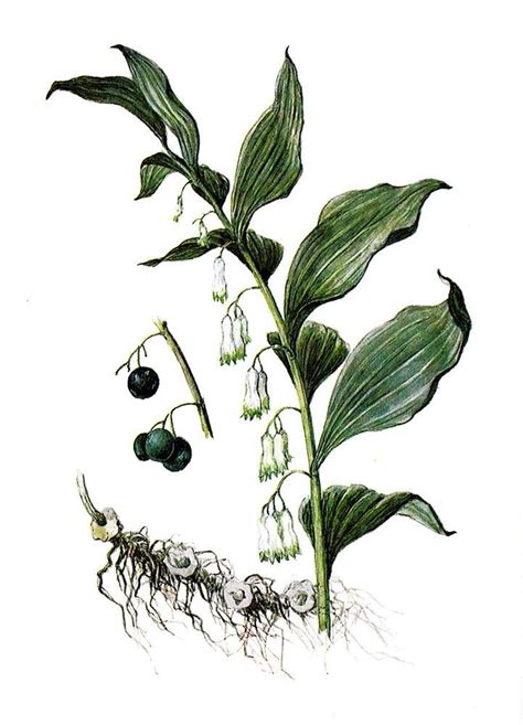 Старая открытка «Купена многоцветковая Ботанические иллюстрации Открытки Ботанические рисунки