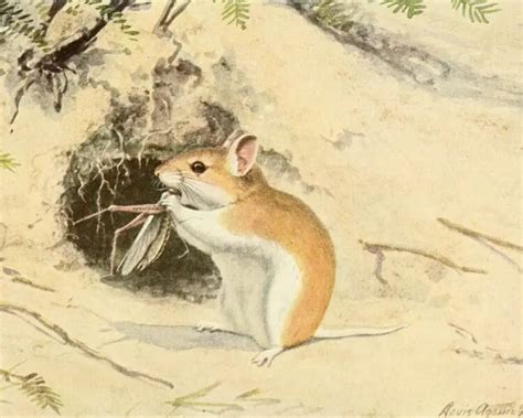 Northern Grasshopper Mouse Facts Diet Habitat And Pictures On
