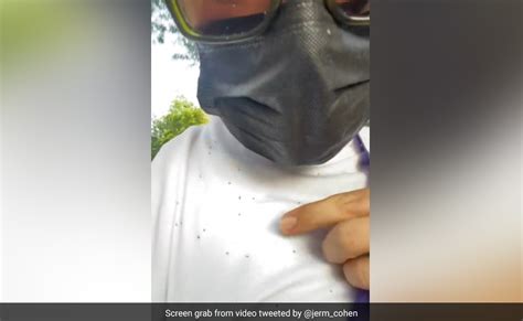 Tiny Winged Insects Are Swarming New York City Heres What They Might Be