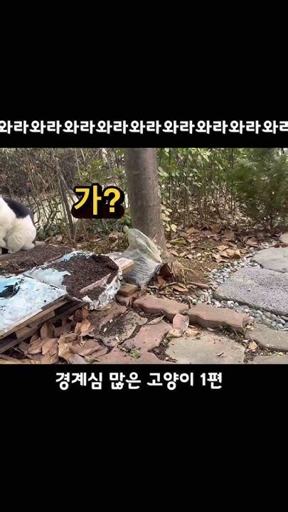 경계심 많은 고양이 1편 Youtube
