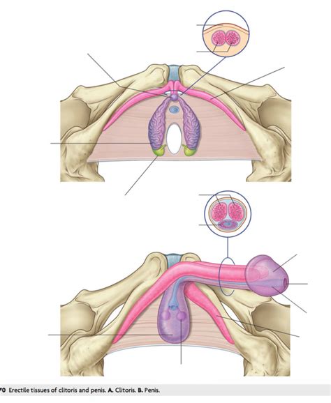 Gross Ii Exam Iv Fig 570 Erectile Tissues Of Clitoris And Penis