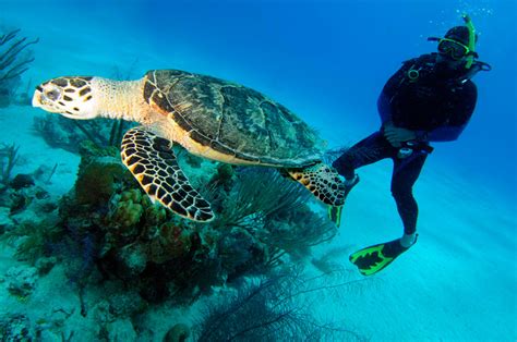 Bohio Dive Resort Holiday Accommodation In Turks And Caicos Islands Caribbean Dive Worldwide