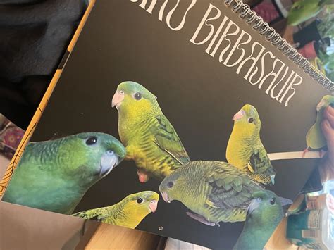 Parrot Doing Party Scrolller