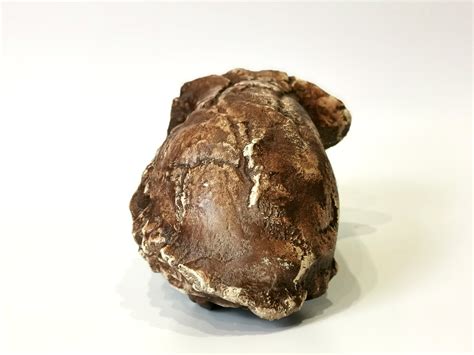 Sahelanthropus Tchadensis Skull Replica Full Size Skull Of Etsy