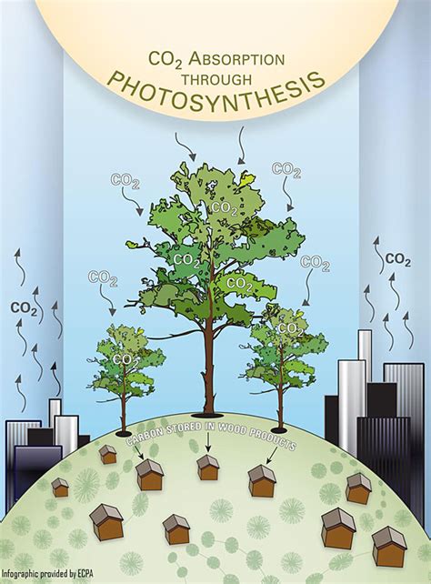 TREES Carbon Storage Experts TreeSpirit Project Raising Awareness Of The Critical Role Of