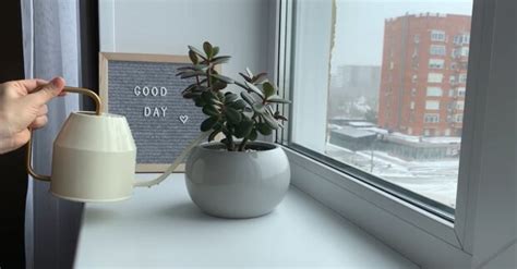 Як за допомогою пива удобрити кімнатні рослини Читайте на Ukr Net