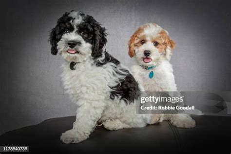 What Is A Cocker Spaniel Cross Poodle