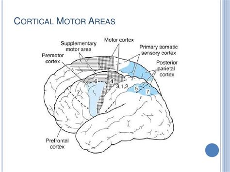 motor system cortical control