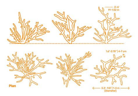 Staghorn Coral Acropora Cervicornis Dimensions And Drawings