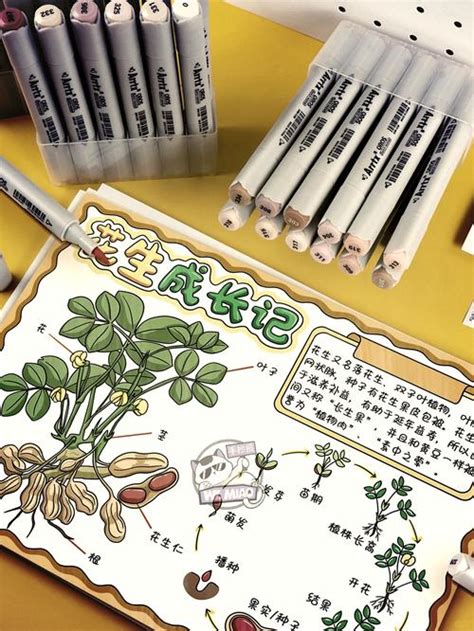 花生生长过程6张简笔画教程（流行14张） 简笔画图片大全