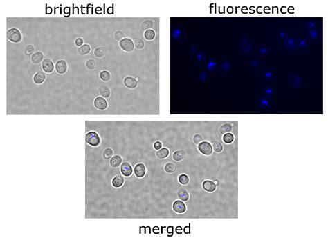 Yeast Biological Chemistry