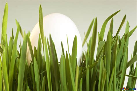 White Egg Grass Free Image № 8185