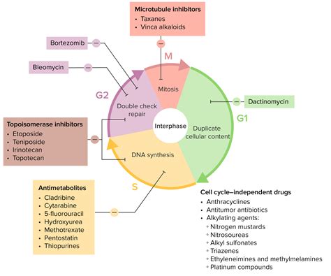 Chemotherapy Resistance Cell Cycle At Christopher Schauer Blog