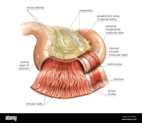 Illustration Of The Jejunum This View Labelled Illustration Is From