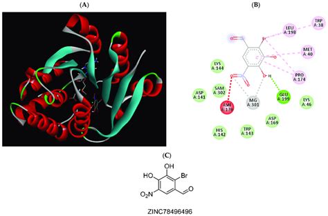 a binding modes of zinc27985035 with the crystal structure of human
