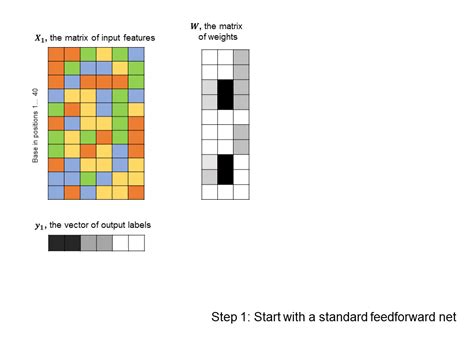 An Introduction To Deep Learning In Medicine And Biology Abubakar Abid Zou Group Stanford