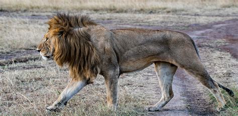 Cuscus Characteristics Diet Facts And More Fact Sheet