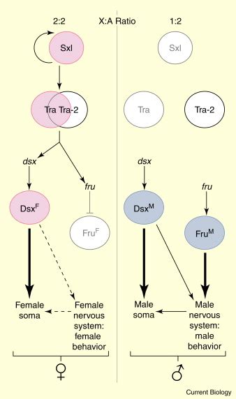 Control Of Male Sexual Behavior In Drosophila By The Sex Determination