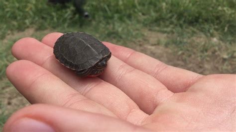 What Is The Smallest Turtle You Can Buy At Teresa Burks Blog