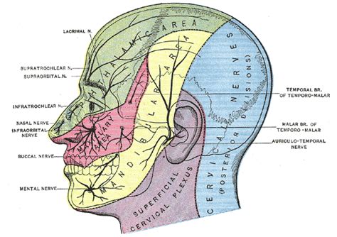 Tingling And Numbness In The Face And Back Of The Head