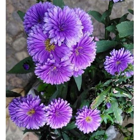 Jual Tanaman Hias Bunga Mahrit Kembang Mahrit Tanaman Bunga Mahrit