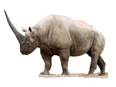 시베리아 유니콘 인류와 함께 살았다 인스티즈instiz 이슈 카테고리