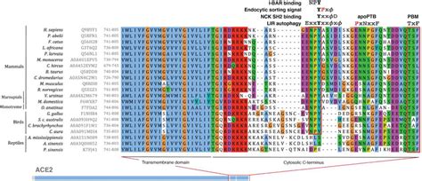 Alignment Of Ace2 Illustrating Conserved Motifs In The Cytosolic