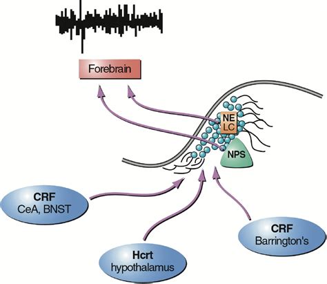Neuropeptide S Neuron