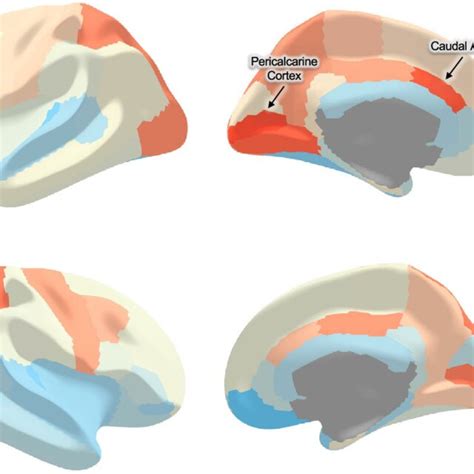 Results Of The Inter Subject Representational Similarity Analyses Shown