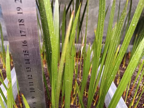 Chamaerops Humilis Var Cerifera 모종 판매